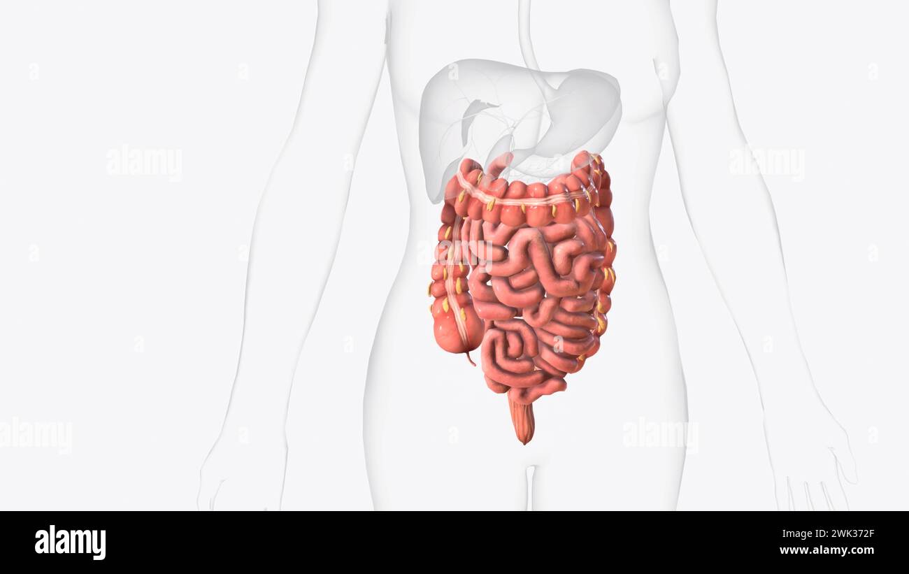 Gastrointestinal gi tract Cut Out Stock Images & Pictures - Alamy