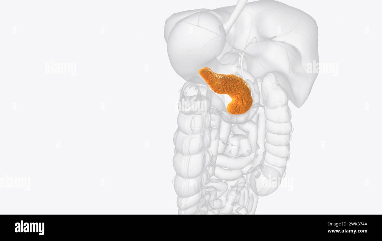 The pancreas is an organ located in the abdomen 3d illustration Stock ...