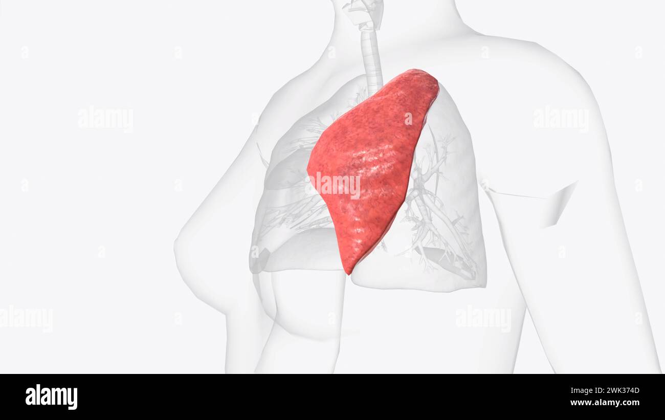Lungs anatomy segments hi-res stock photography and images - Alamy