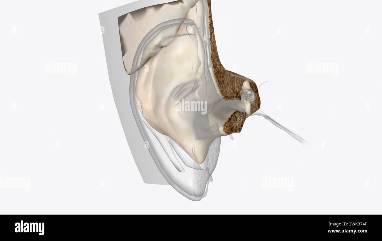 Ear Coronal Cross Section of Bones of head 3d illustration Stock Photo ...