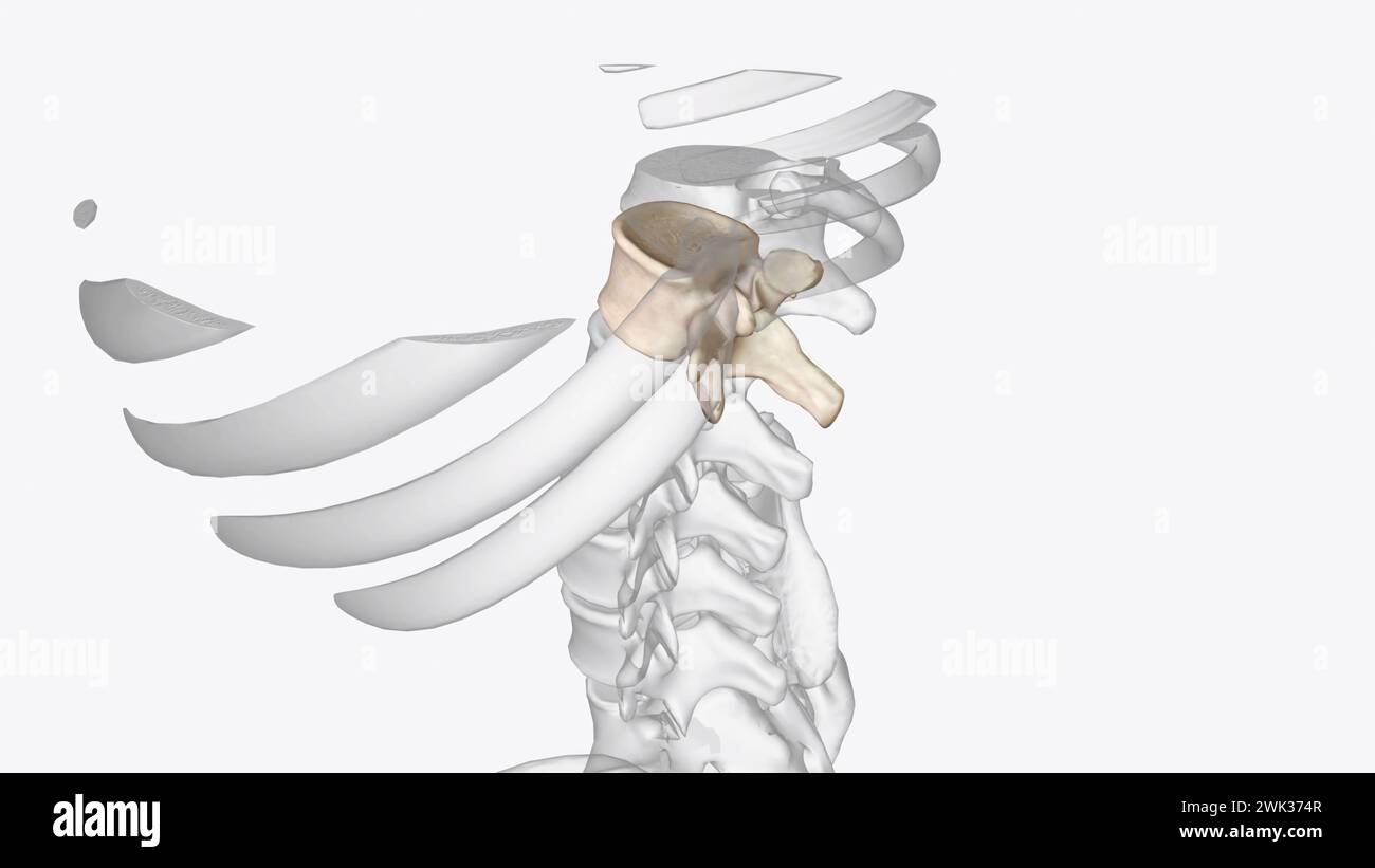 As the first vertebra in the lumbar region, the L1 vertebra bears the ...