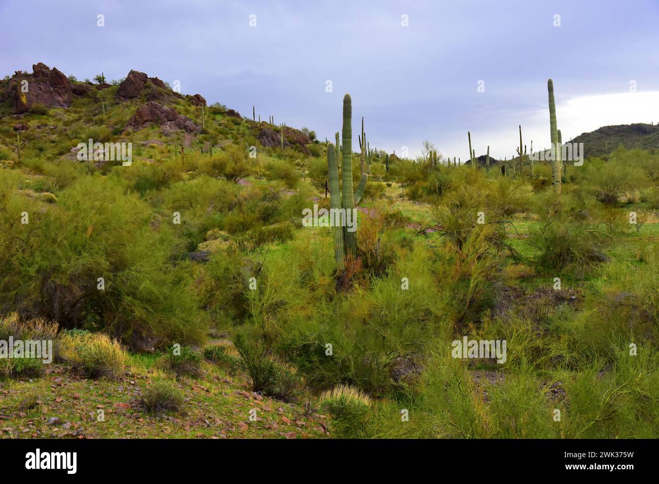 Pichaco hi-res stock photography and images - Alamy