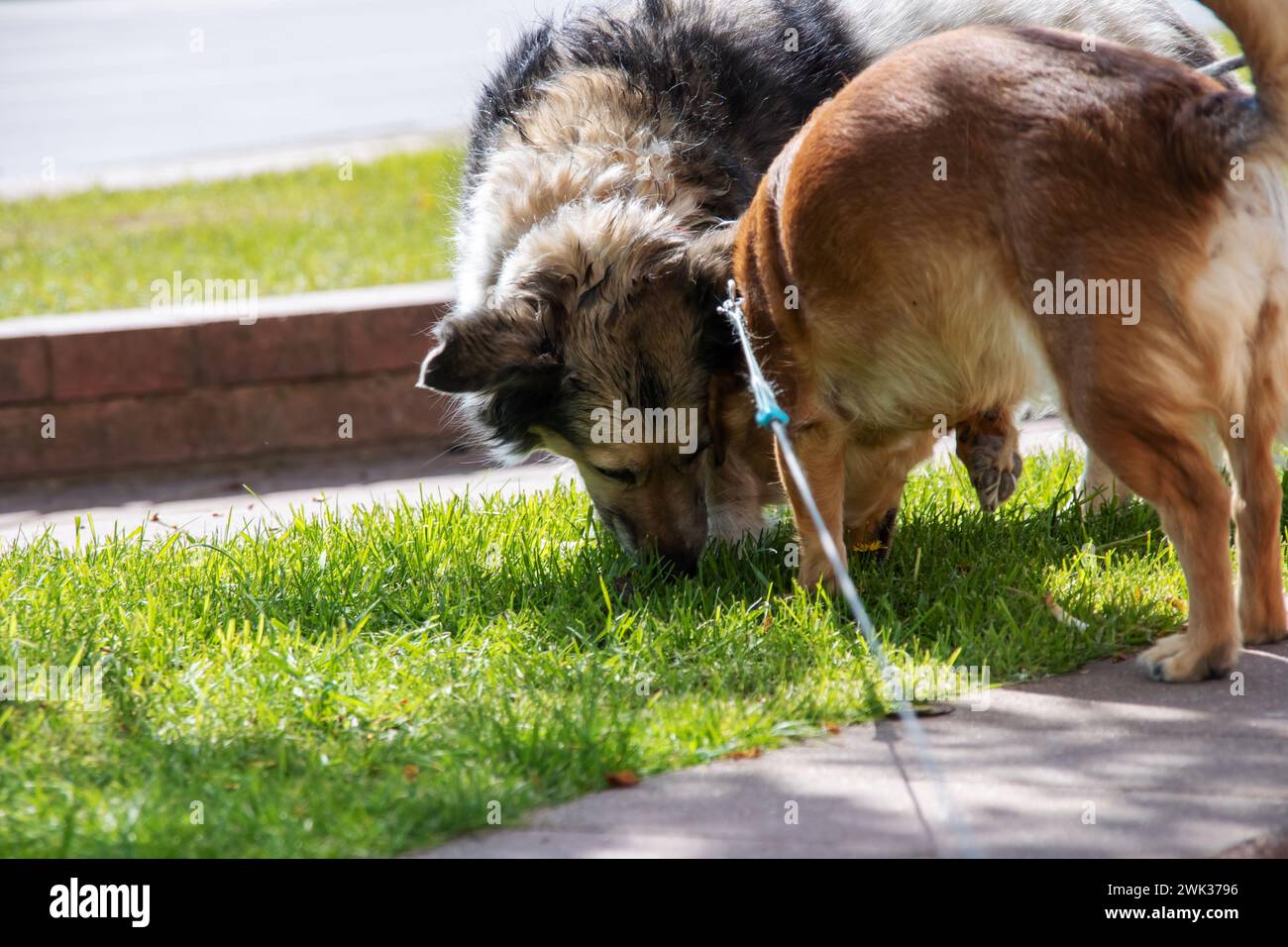 Two funny dogs sniffing hi-res stock photography and images - Alamy