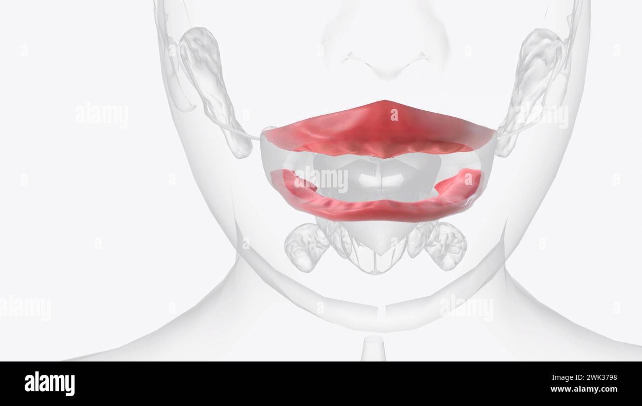 The gingiva (gums) are found in the oral cavity of humans surrounding ...