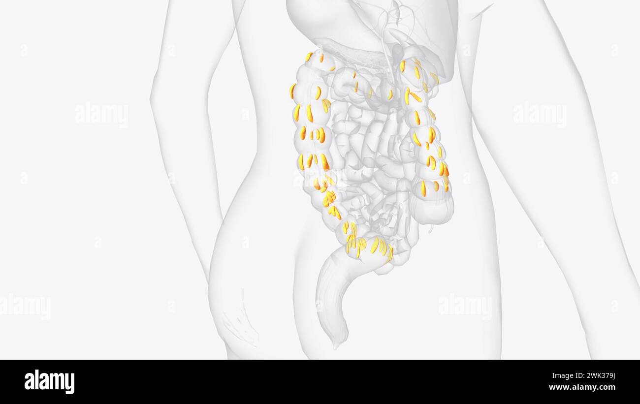 Colonoscopy normal large intestine hi-res stock photography and images ...