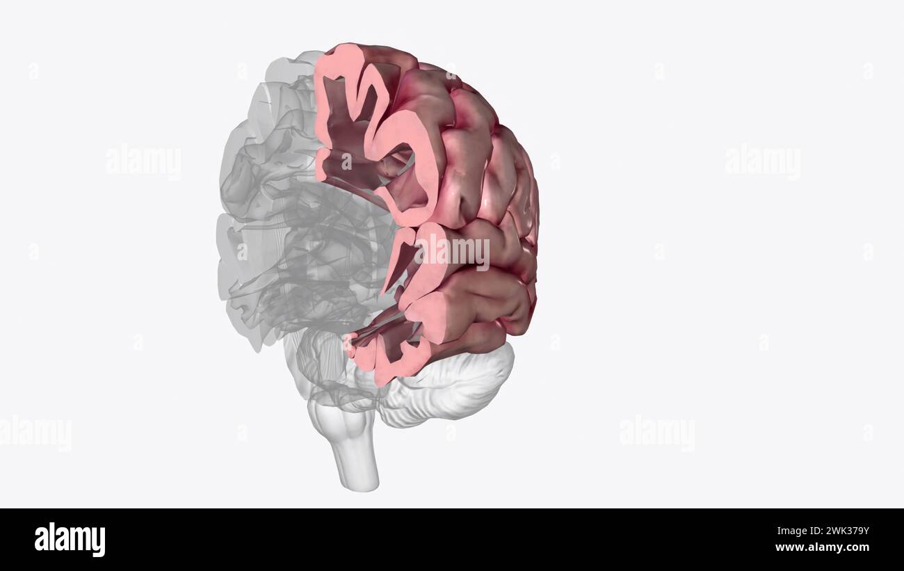Half brain half heart hi-res stock photography and images - Alamy