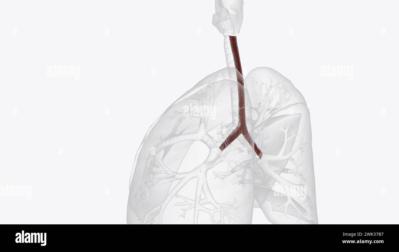 The trachealis muscle is a sheet of smooth muscle in the trachea 3d ...