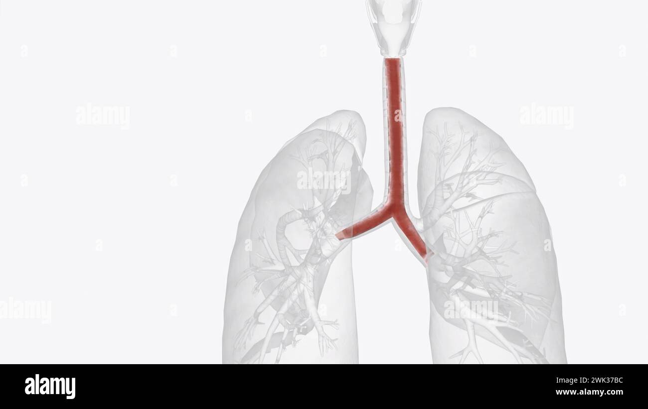 The trachealis muscle is a sheet of smooth muscle in the trachea 3d ...