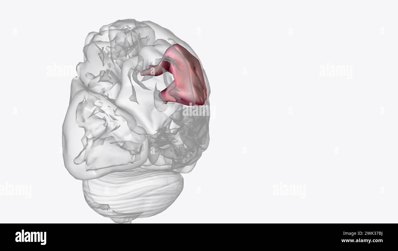 Brain supramarginal gyrus anatomy hi-res stock photography and images ...