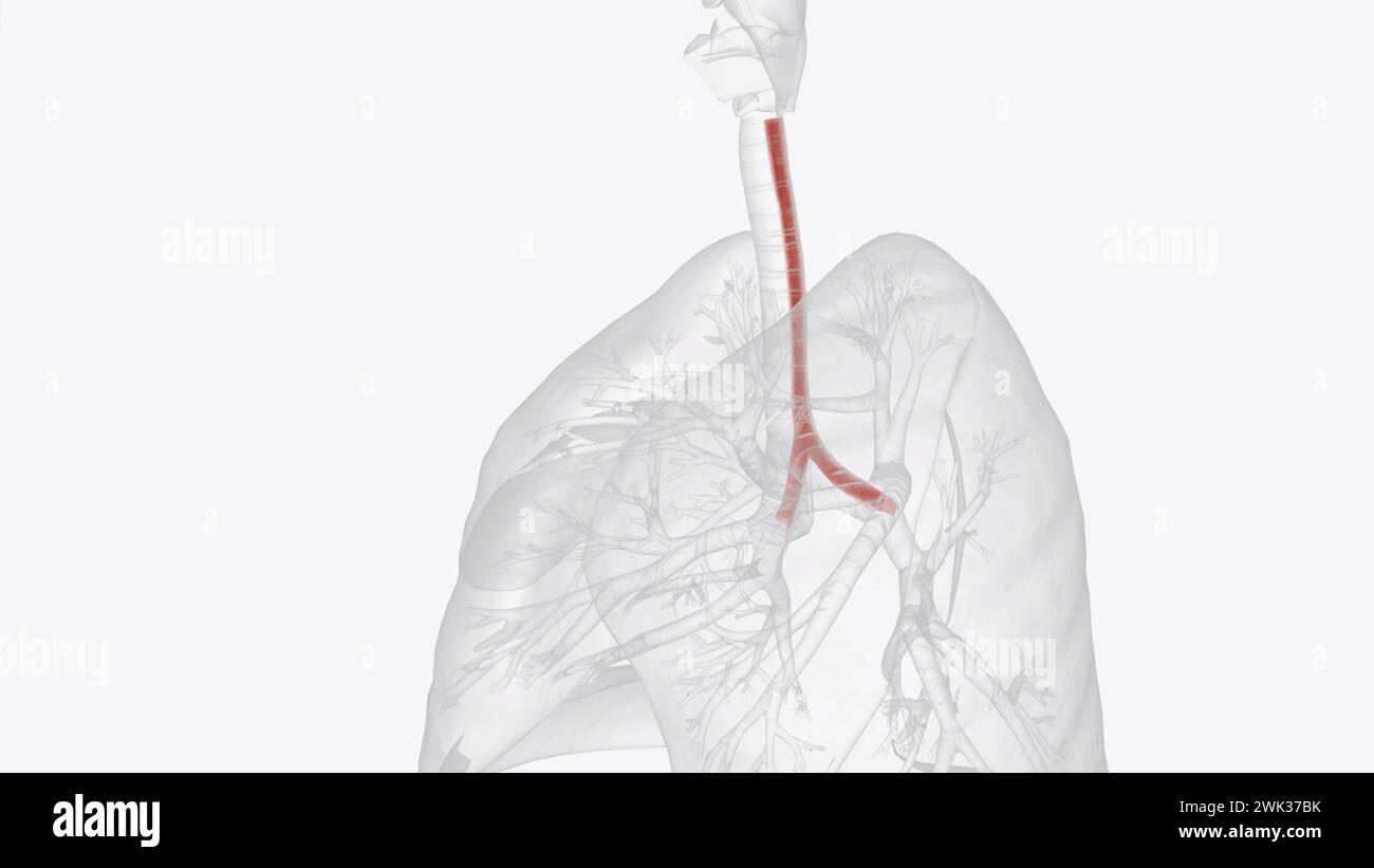 The trachealis muscle is a sheet of smooth muscle in the trachea 3d ...