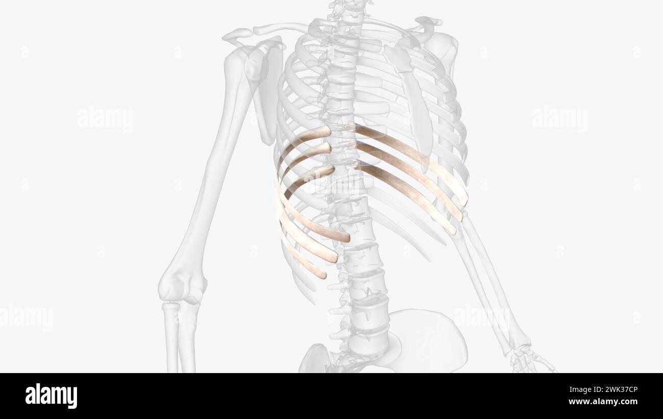 The false ribs are the ribs that indirectly articulate with the sternum ...