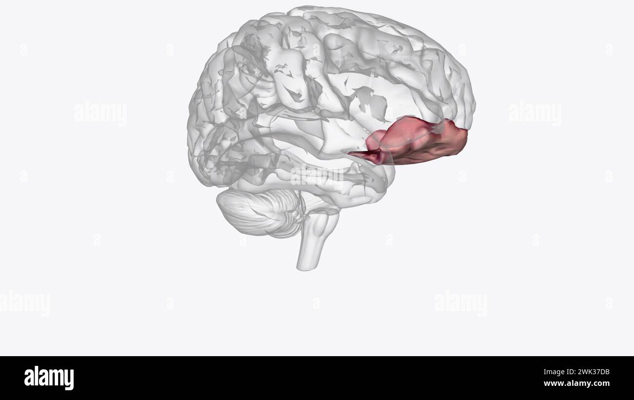 Motor neuron loss hi-res stock photography and images - Alamy