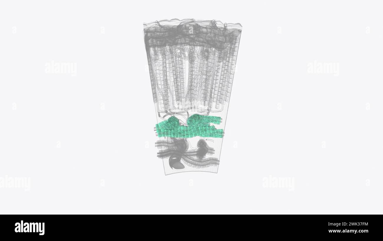 The zona reticularis (sometimes, reticulate zone) is the innermost ...