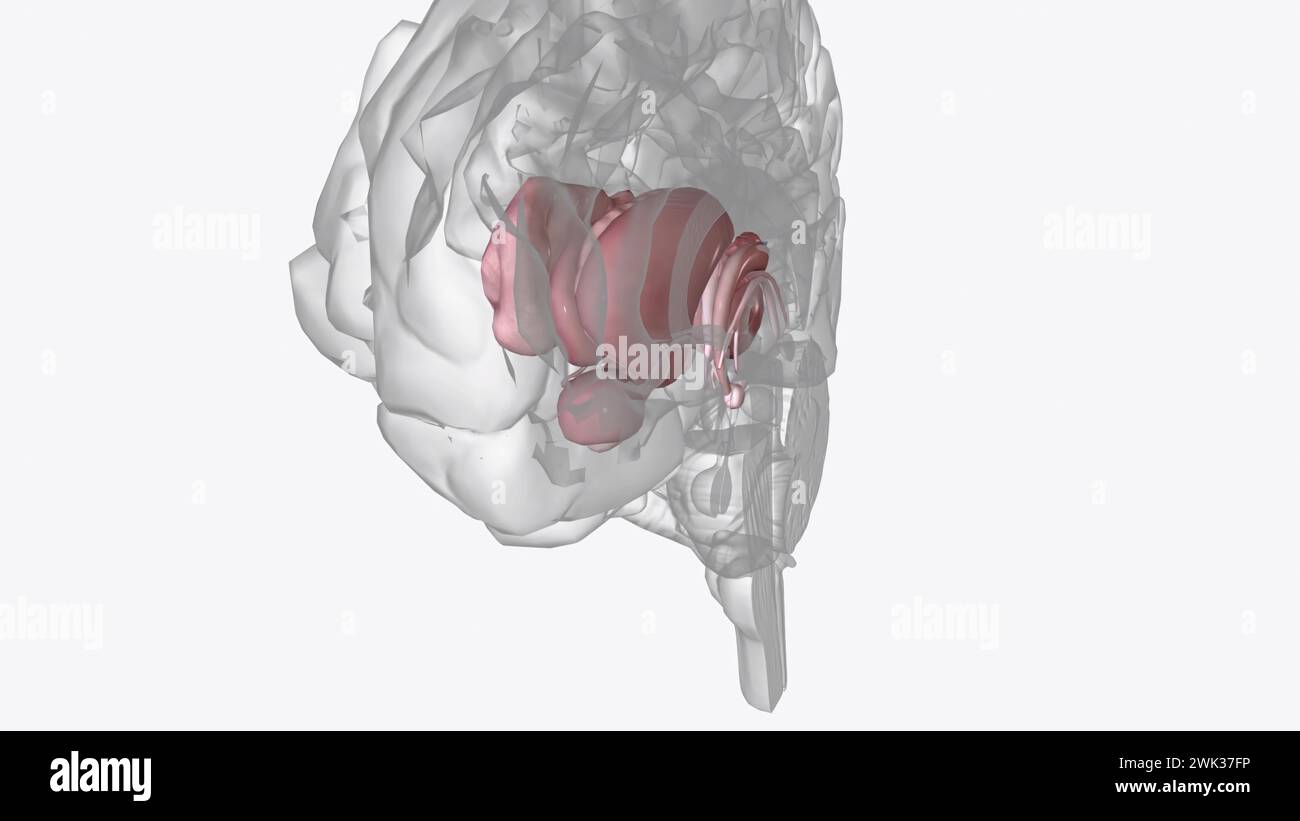The human brain is basically symmetrical, split down the middle: the ...