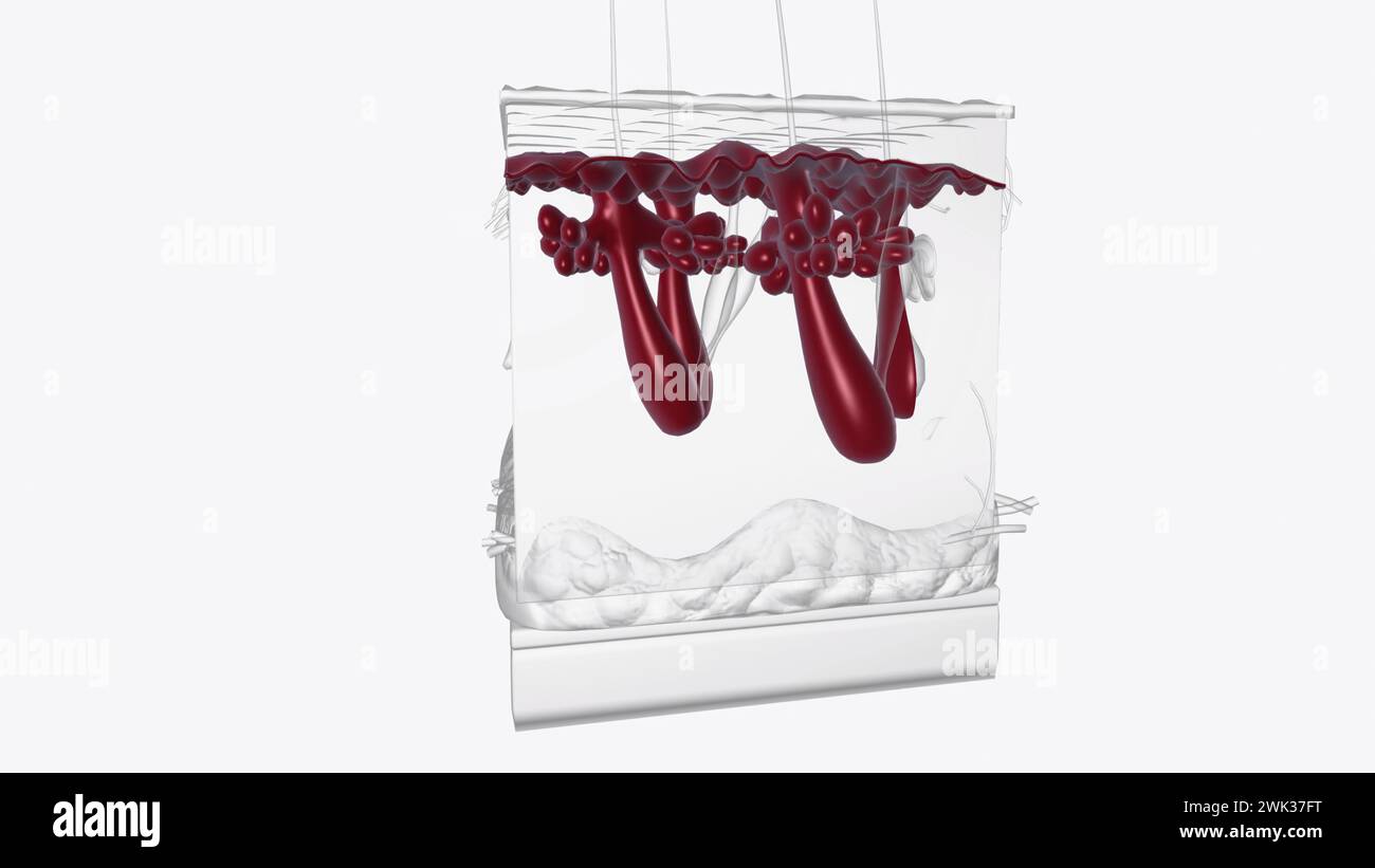 Keratinised epidermis hi-res stock photography and images - Alamy