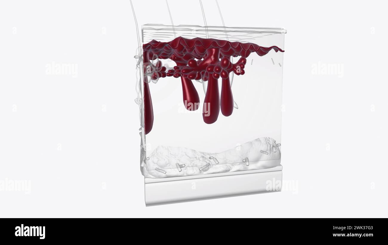 The basal layer is the innermost layer of the epidermis, and contains ...