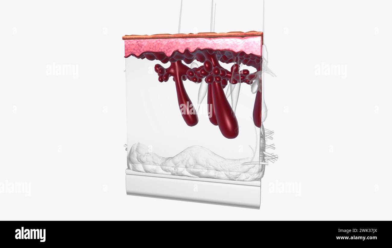 The epidermis is the outermost of the three layers that comprise the ...