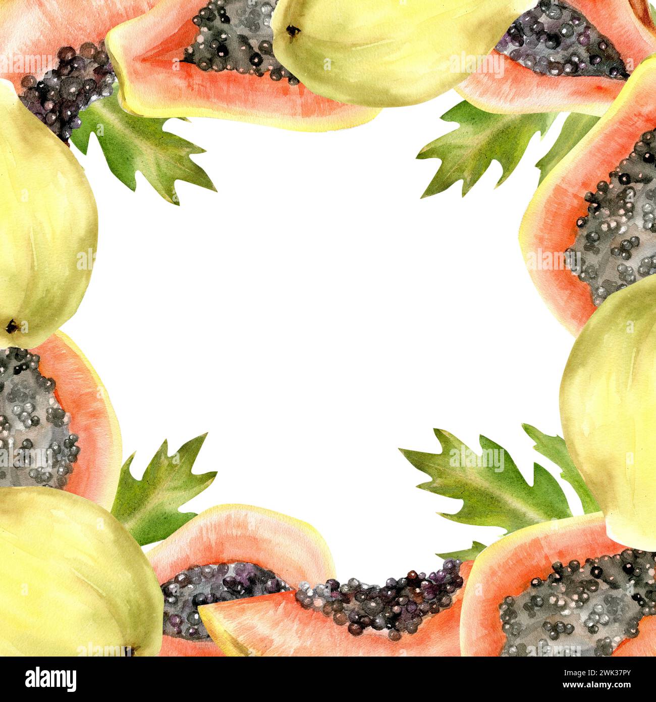 Watercolor tropical papaya fruits frame. Square border with papaya ripe ...