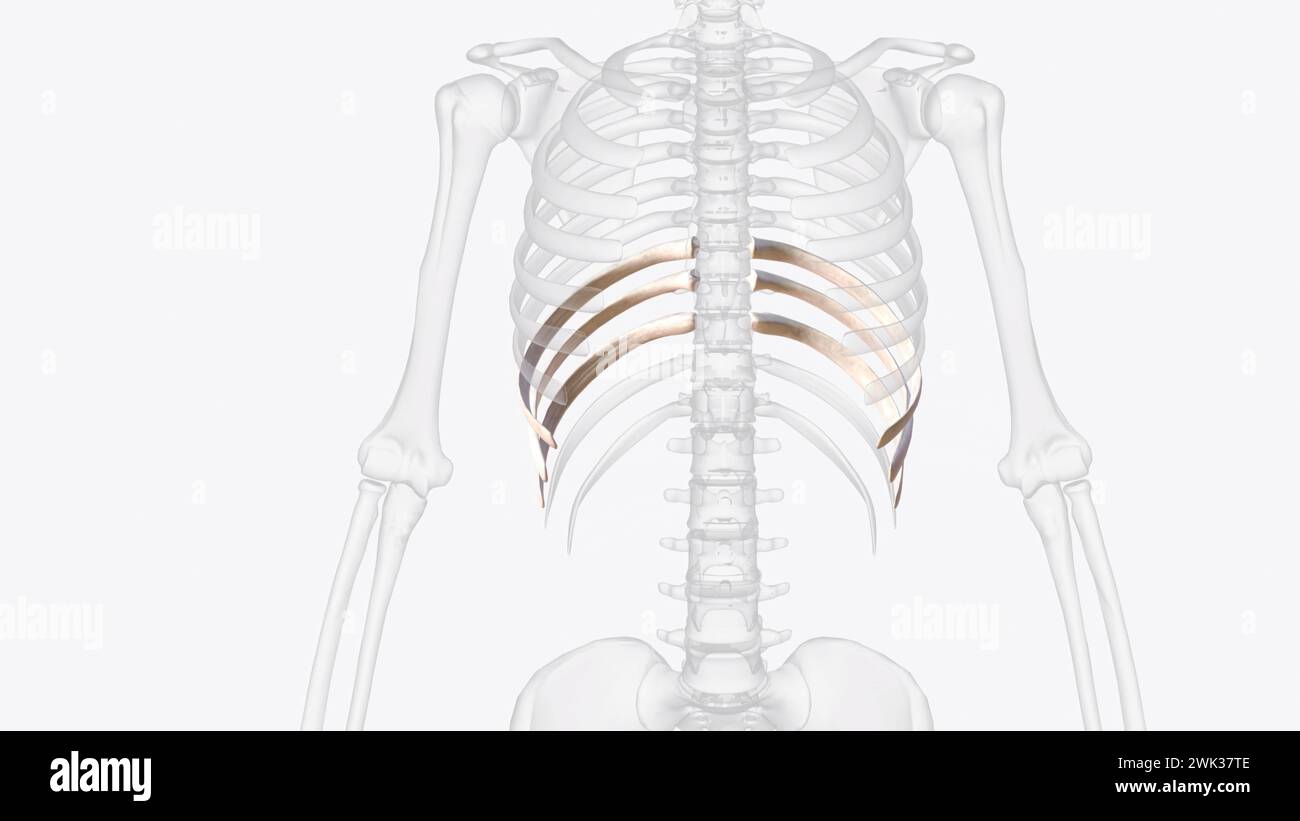 False pelvis hi-res stock photography and images - Alamy