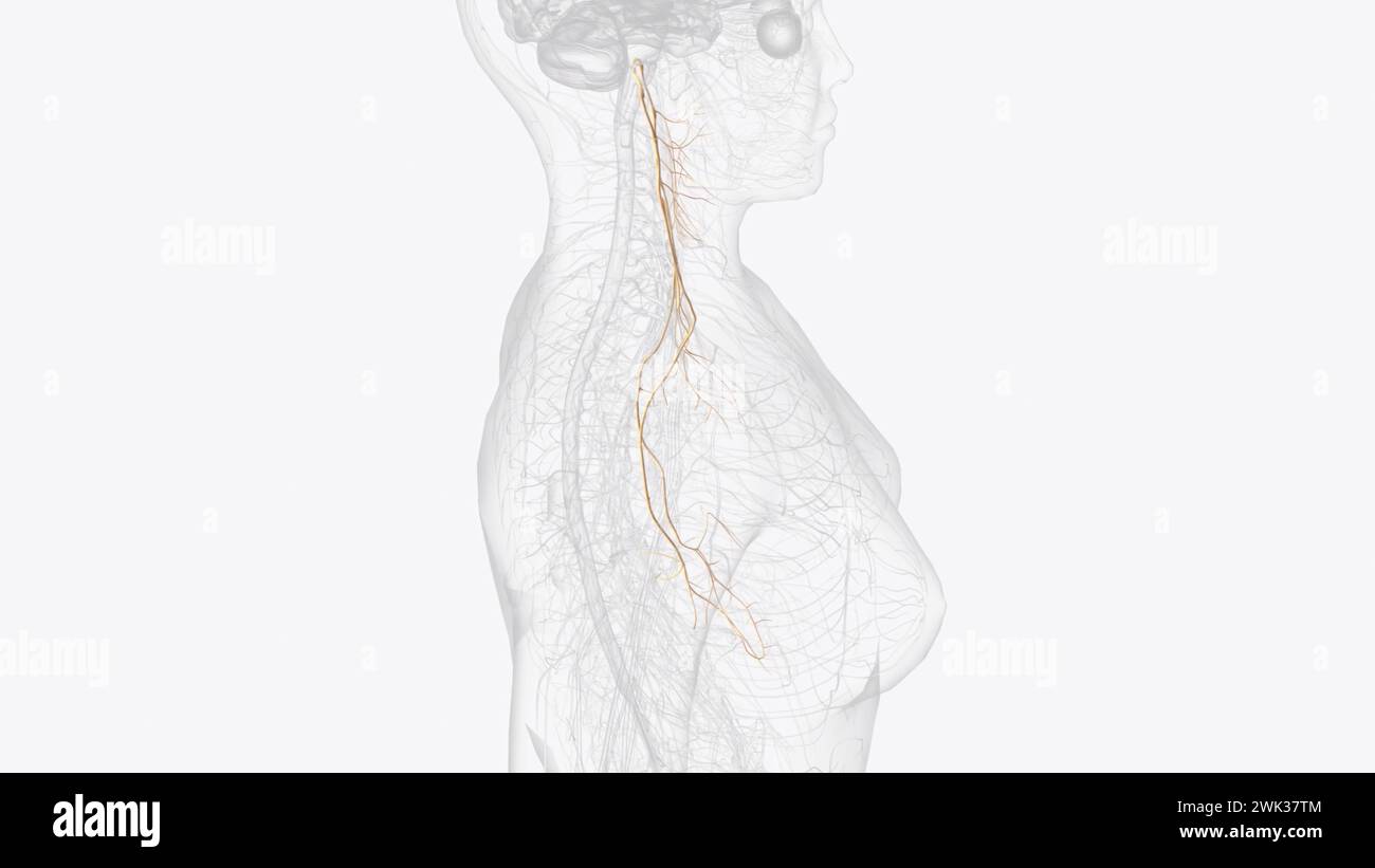 The vagus nerve (cranial nerve CN X) is the longest cranial nerve in ...