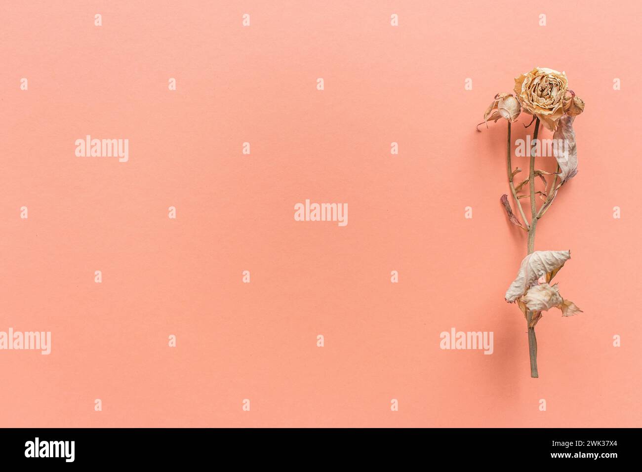 Dried flower on peach fuzz color background. Withered mini rose with ...