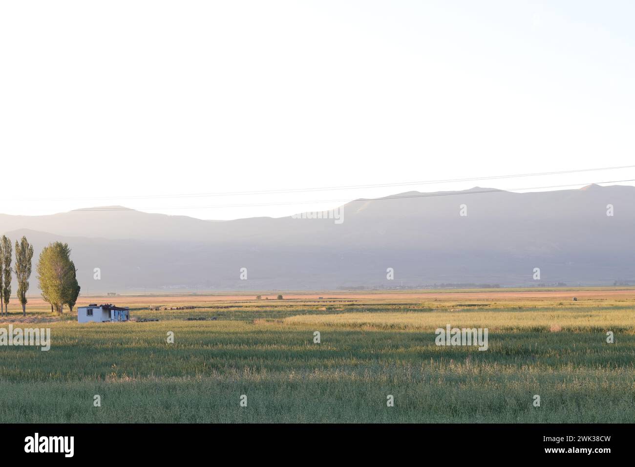 Serene summer landscape at dusk, with soft golden light over a rural ...