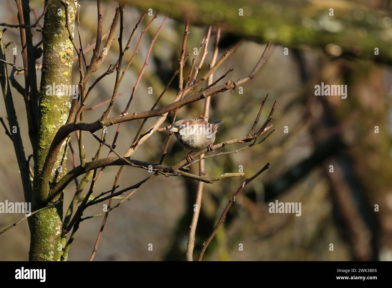 Moineau hi-res stock photography and images - Alamy