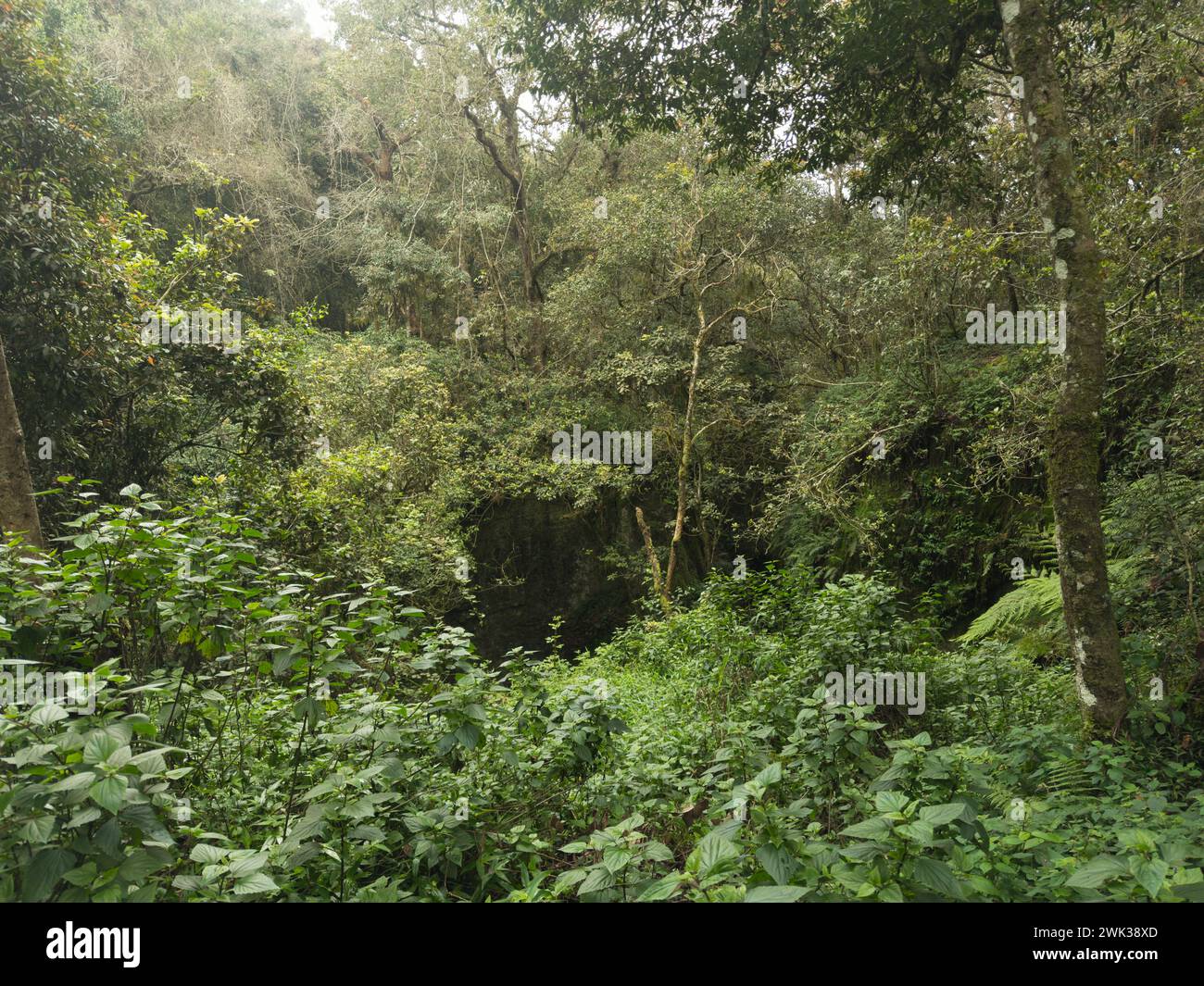 Thick vegetation above the Guna Cave, also known as Devil's Kitchen, is ...