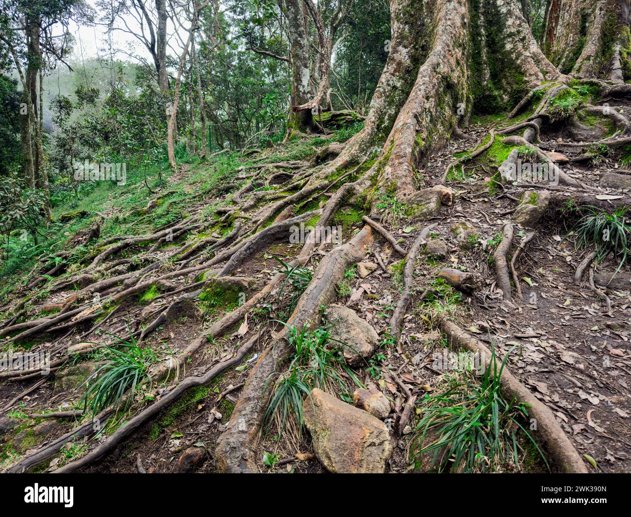 Roots of a giant tree at the Guna Cave, also known as Devil's Kitchen ...