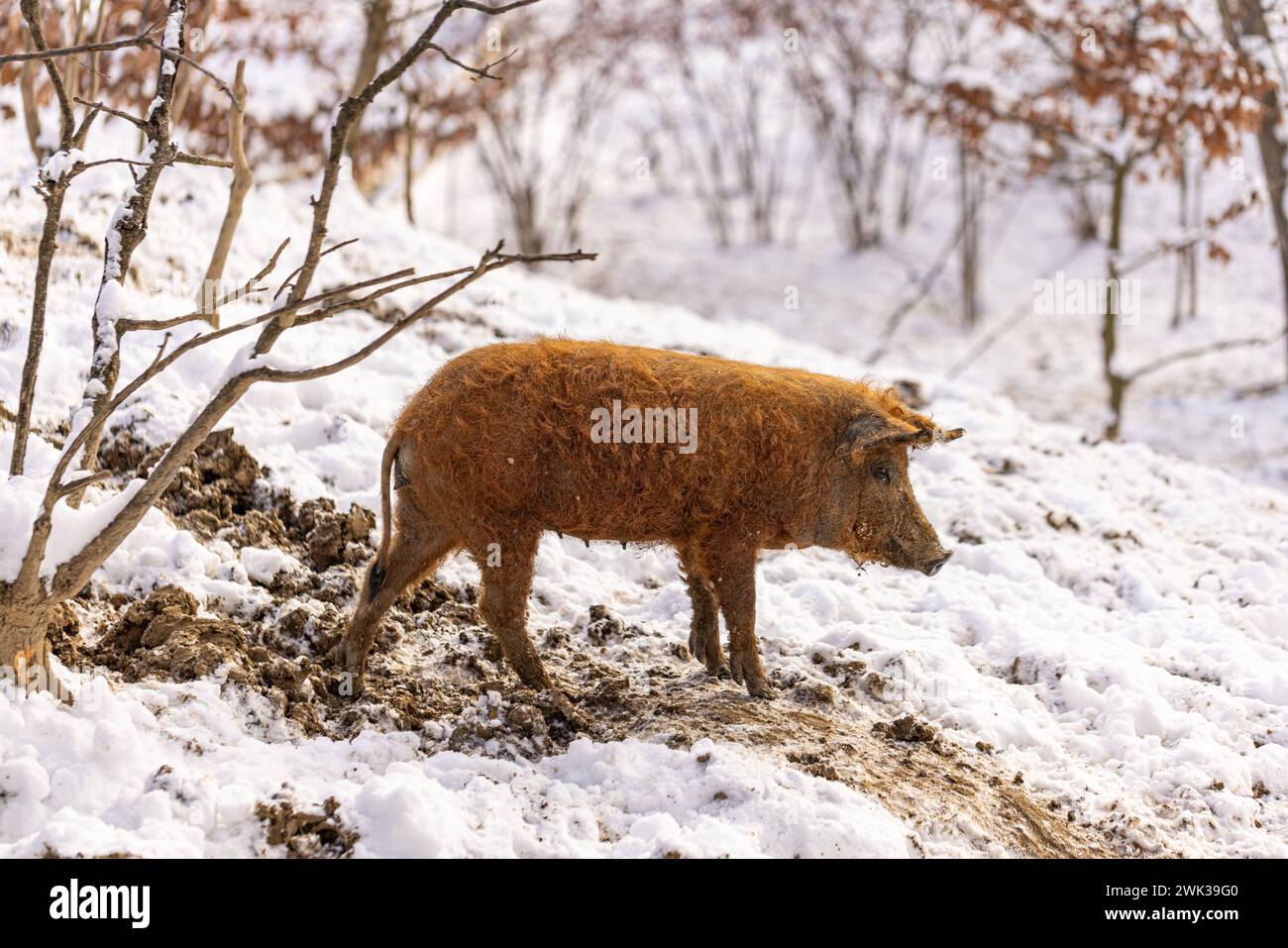 Cute young mangalitsa furry pig in the winter environment Stock Photo ...