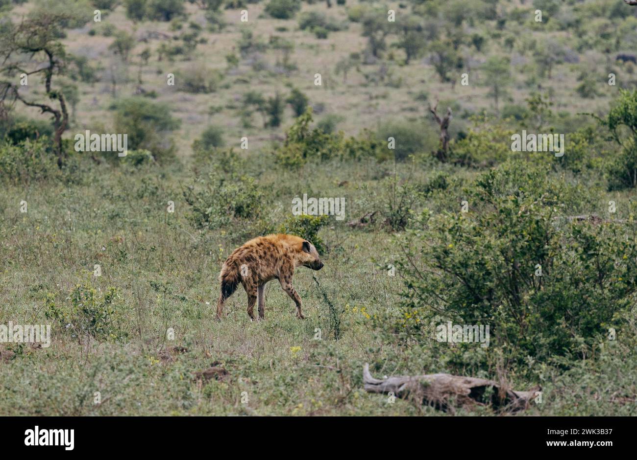 Summer day in Kruger National Park. Safari in South African savannah ...