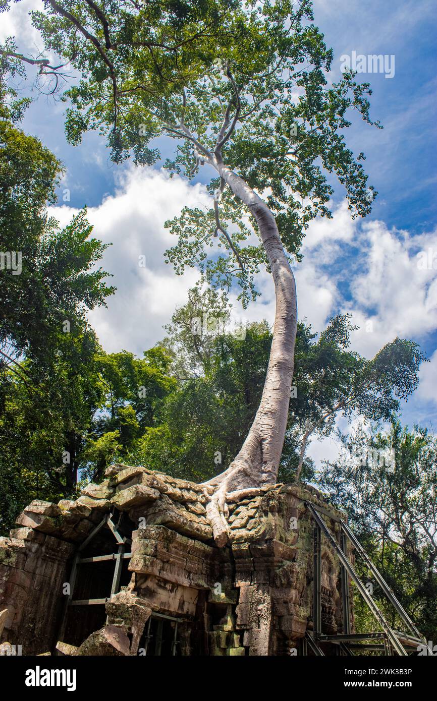 the photogenic and atmospheric combination of trees growing out of the ...