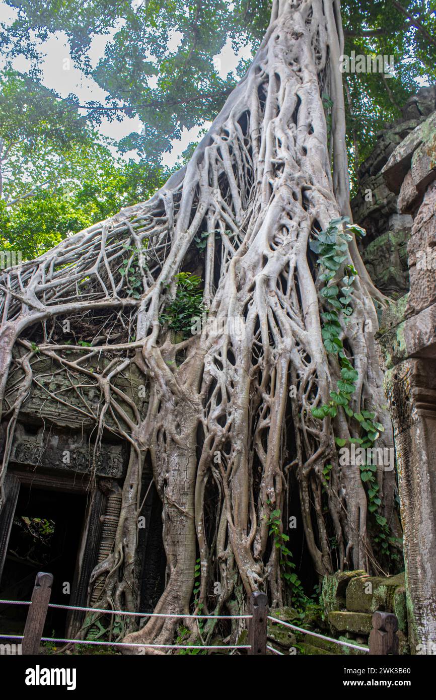 the photogenic and atmospheric combination of trees growing out of the ...