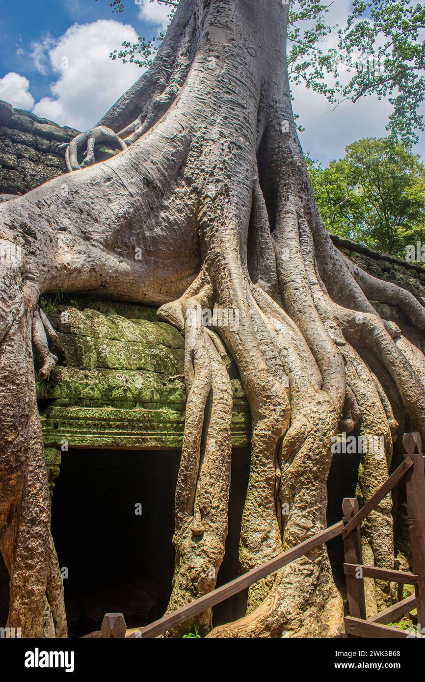 the photogenic and atmospheric combination of trees growing out of the ...