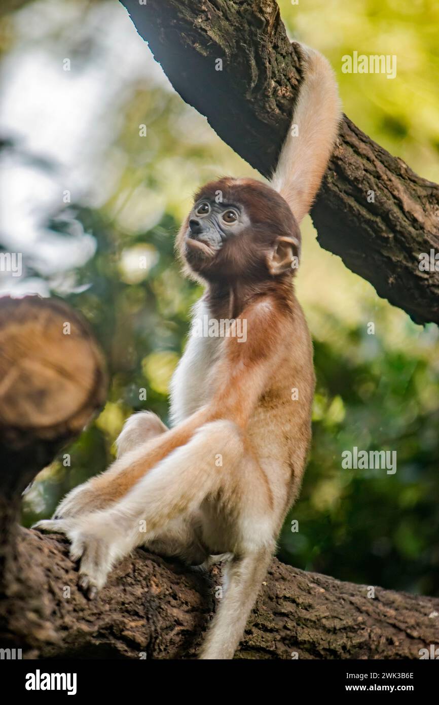 Baby proboscis monkey nasalis hi-res stock photography and images - Alamy