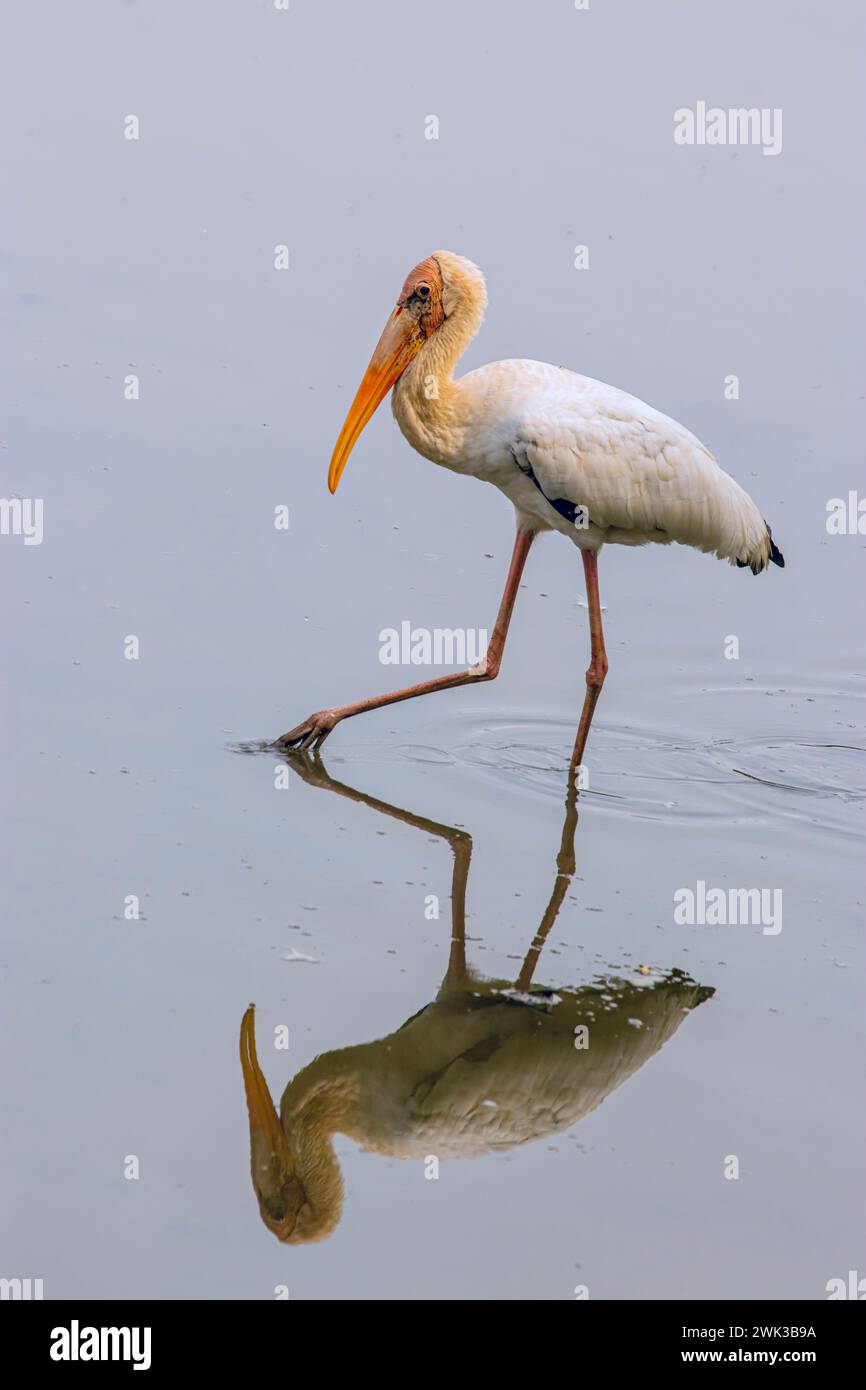 The wild milky stork in Sungei Buloh Wetland Reserve singapore. A ...