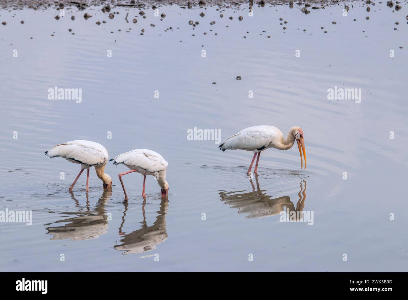 The wild milky stork in Sungei Buloh Wetland Reserve singapore. A ...