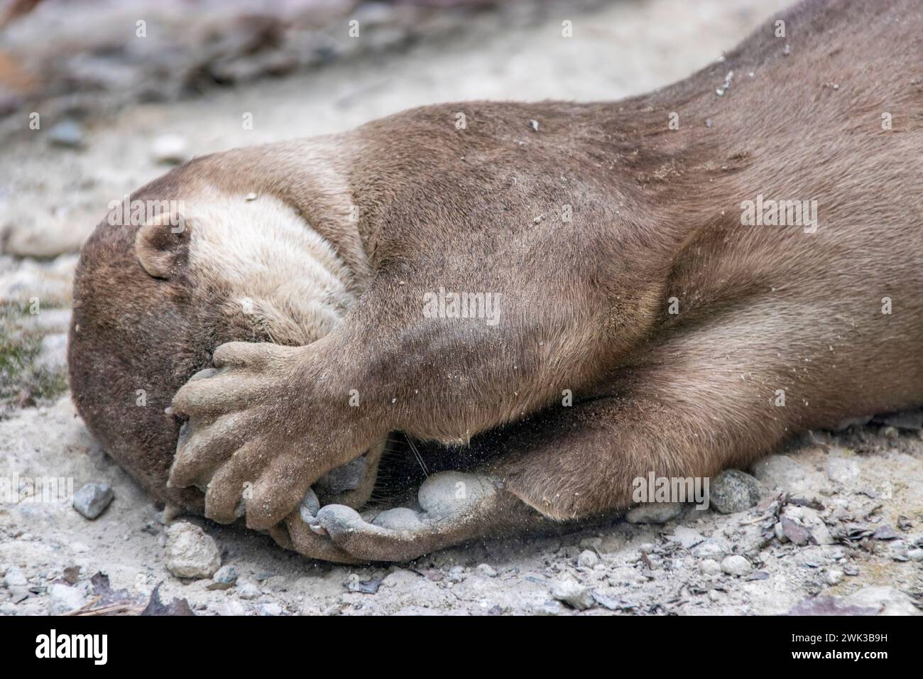 Smooth-coated otter (Lutrogale perspicillata) lies on the ground in ...