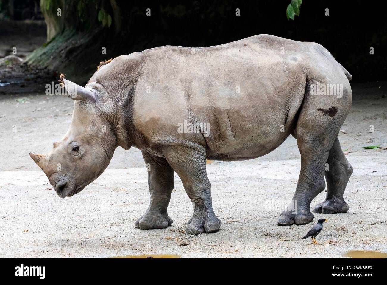 The white rhinoceros (Ceratotherium simum) is the largest extant ...