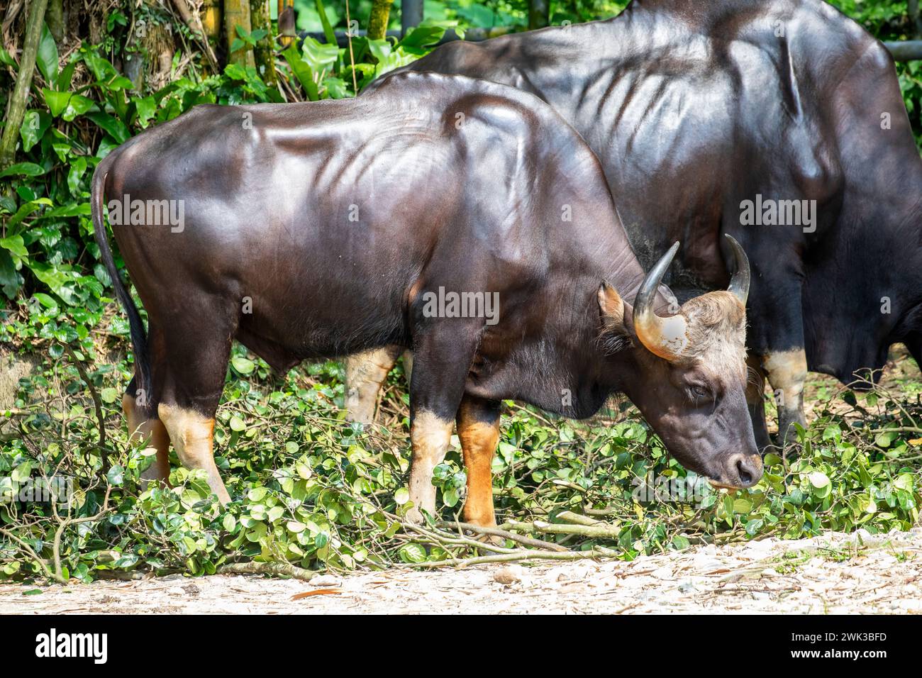 The closeup image of Malayan Gaur (Bos gaurus hubbacki). It is one of ...