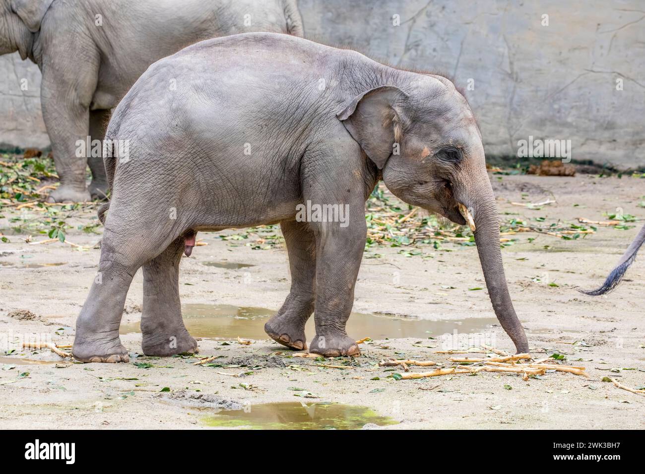 the indian elephant (Elephas maximus indicus) in Taiping Zoo and Night ...