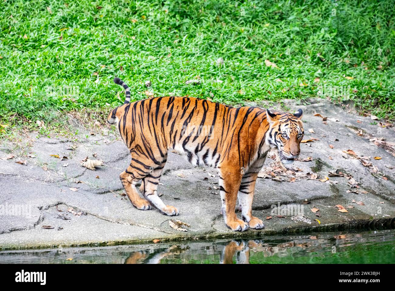 The Malayan tiger (Panthera tigris jacksoni) in Taiping Zoo Malaysia ...