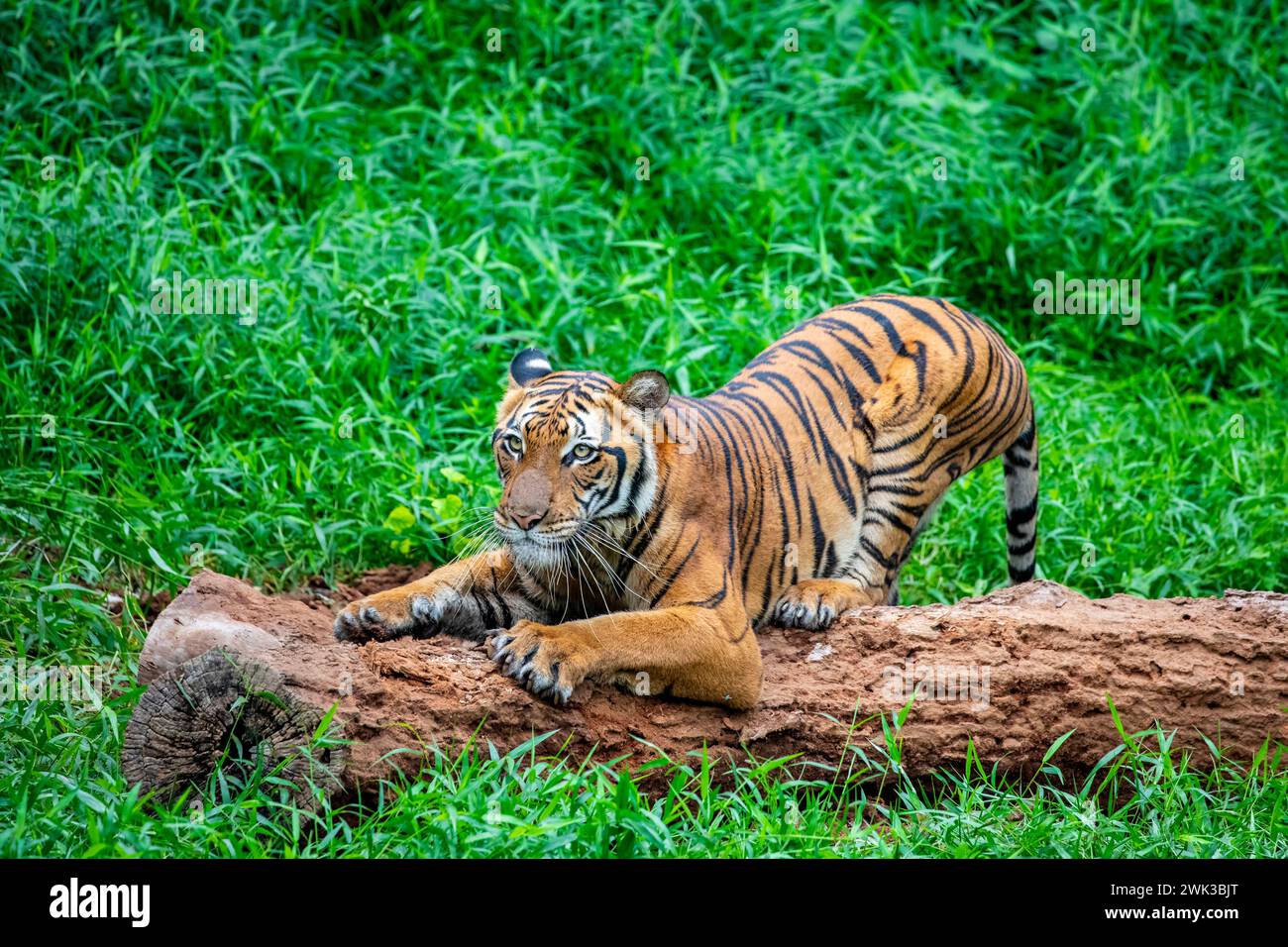 The Malayan tiger (Panthera tigris jacksoni) in Taiping Zoo Malaysia ...
