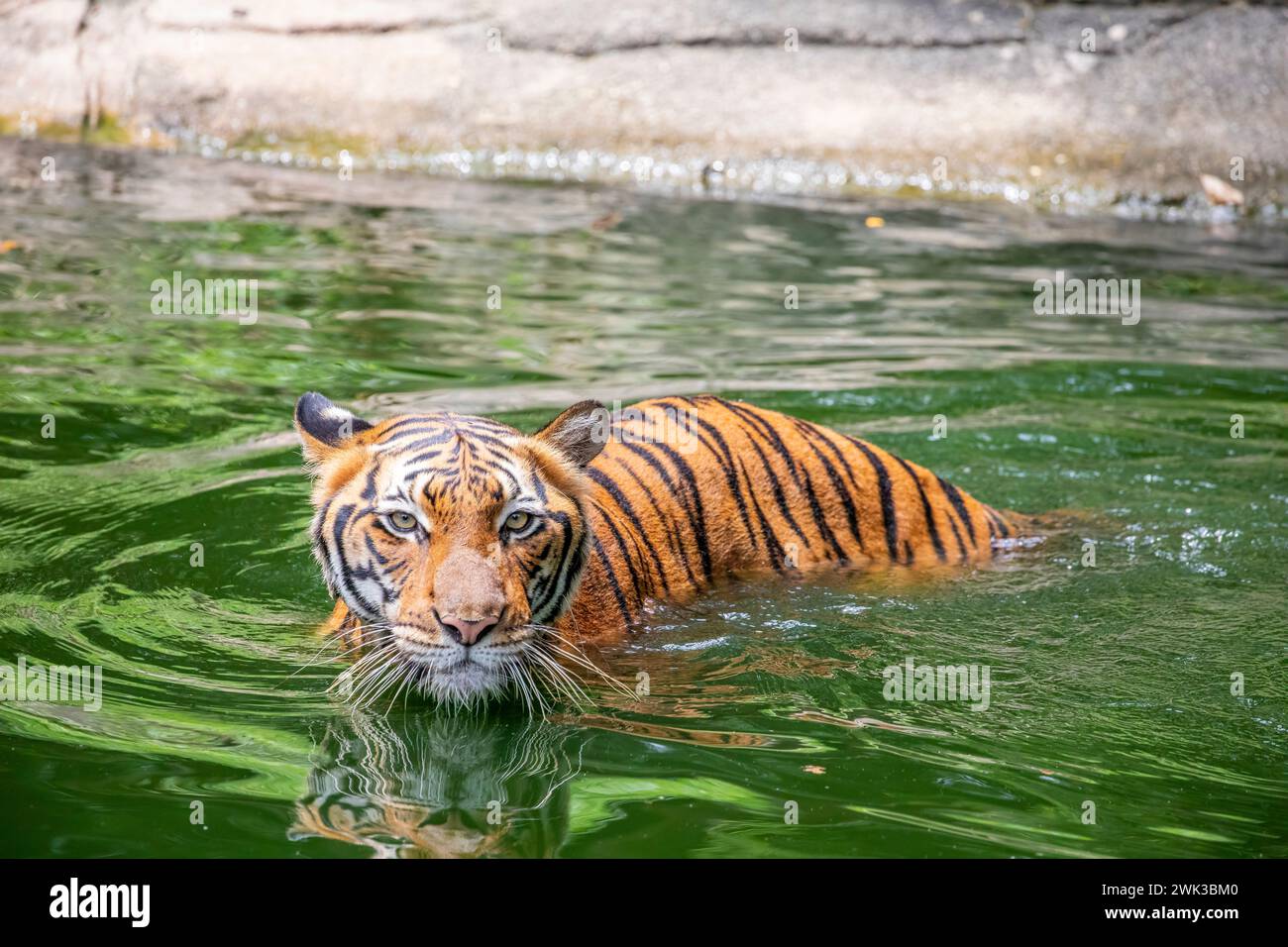 The Malayan tiger (Panthera tigris jacksoni) in Taiping Zoo Malaysia ...