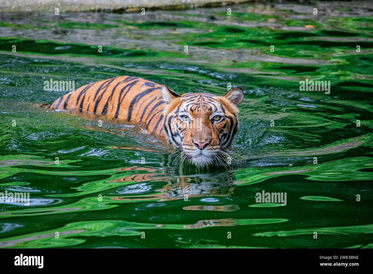 The Malayan tiger (Panthera tigris jacksoni) in Taiping Zoo Malaysia ...