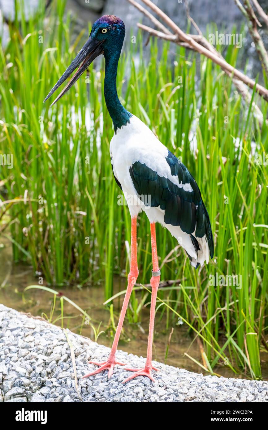 The black-necked stork (Ephippiorhynchus asiaticus) is a tall long ...