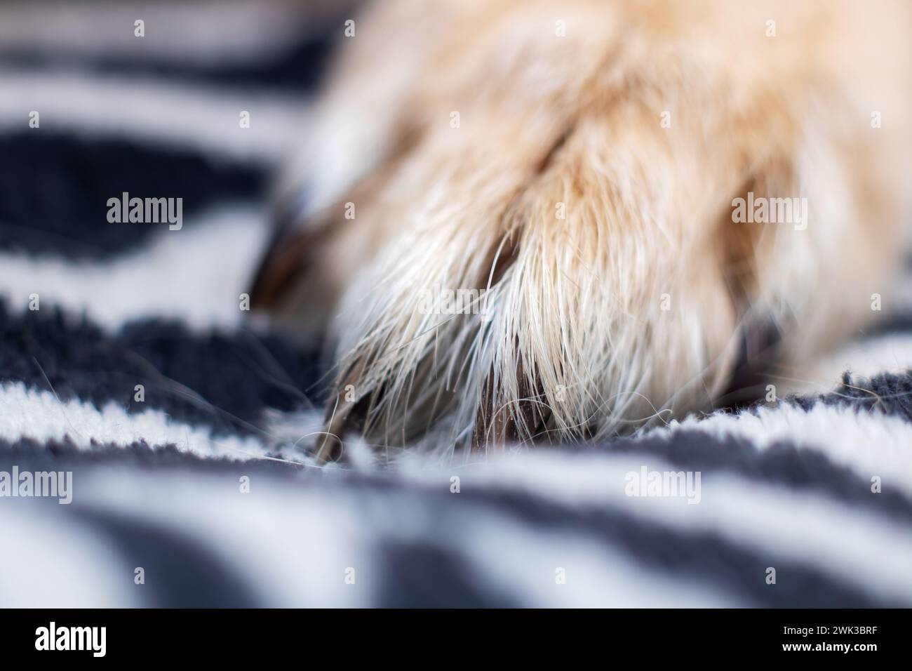 Dog paw close up macro hi-res stock photography and images - Alamy