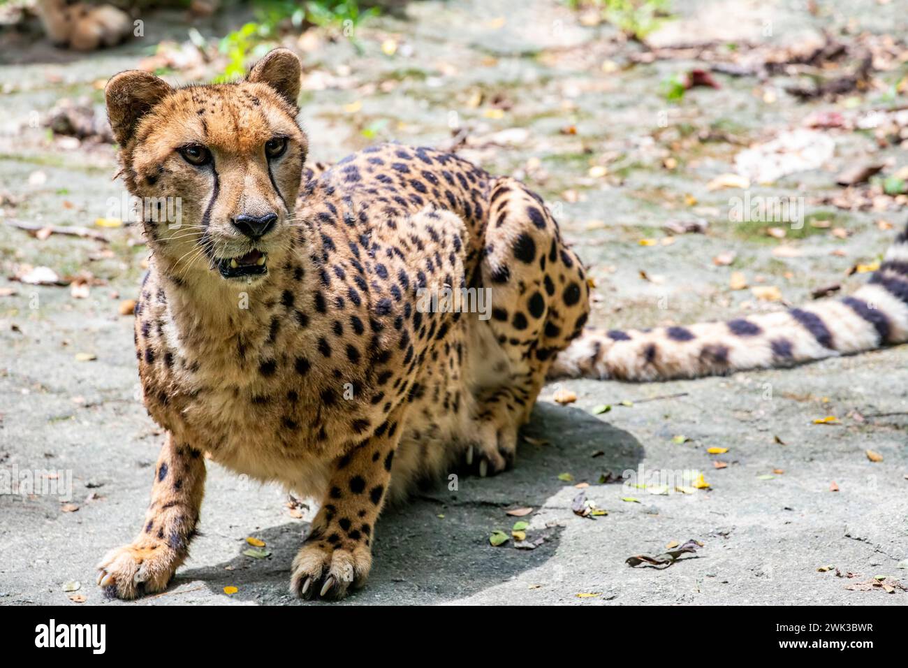 Cheetah big cat in subfamily hi-res stock photography and images - Alamy