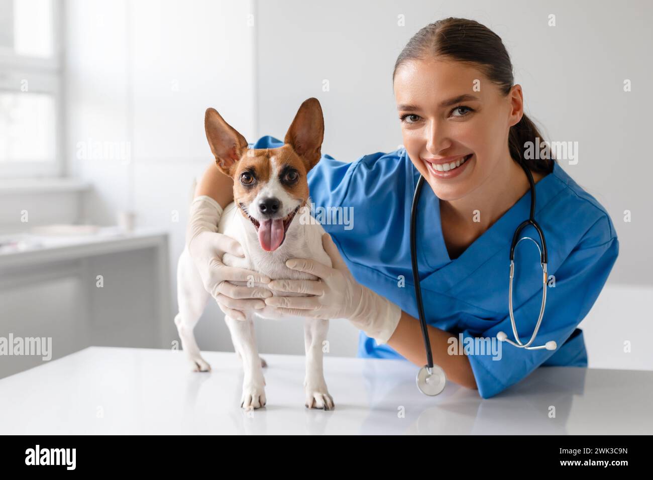 Happy Jack Russell Terrier with woman vet after successful check-up ...