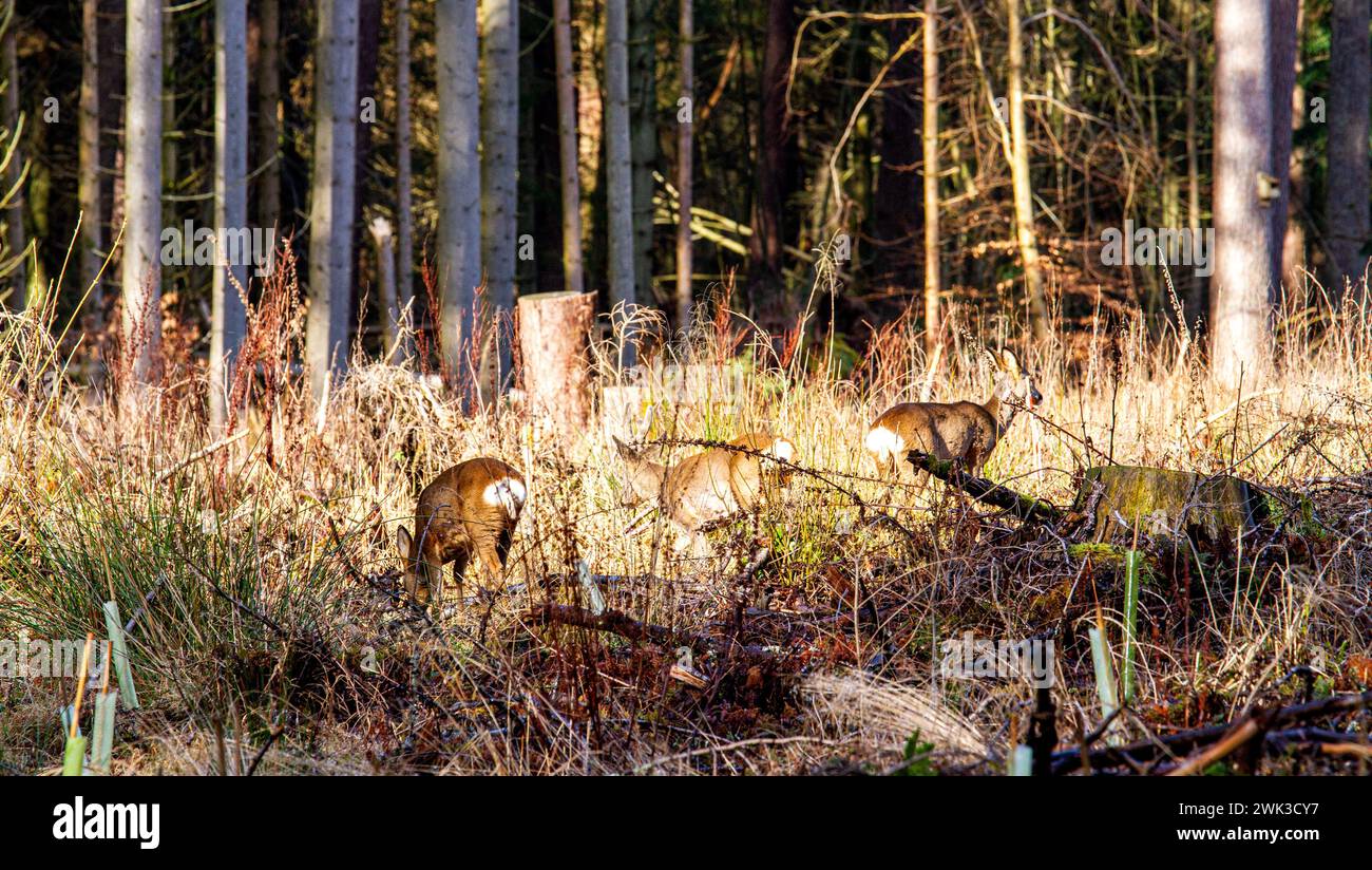 White rump roe deer dundee hi-res stock photography and images - Alamy